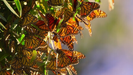 Our Great National Parks TV Series (2022) | Release Date, Review, Cast ...