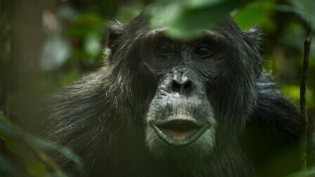 Chimp Empire TV Series (2023) | Release Date, Review, Cast, Trailer ...