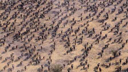 Our Planet II TV Series (2023) | Release Date, Review, Cast, Trailer ...