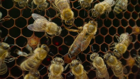 Our Planet II TV Series (2023) | Release Date, Review, Cast, Trailer ...