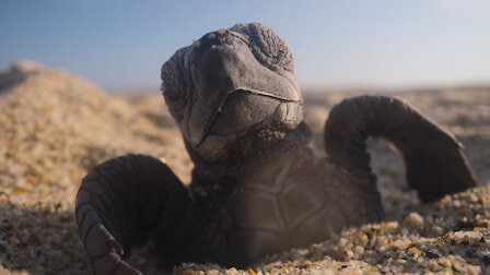 Our Planet II TV Series (2023) | Release Date, Review, Cast, Trailer ...