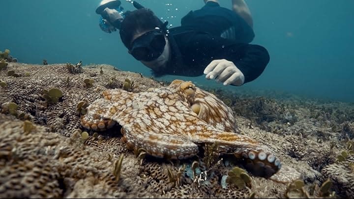 Octopus! TV Series (2025) | Release Date, Review, Cast, Trailer, Watch ...